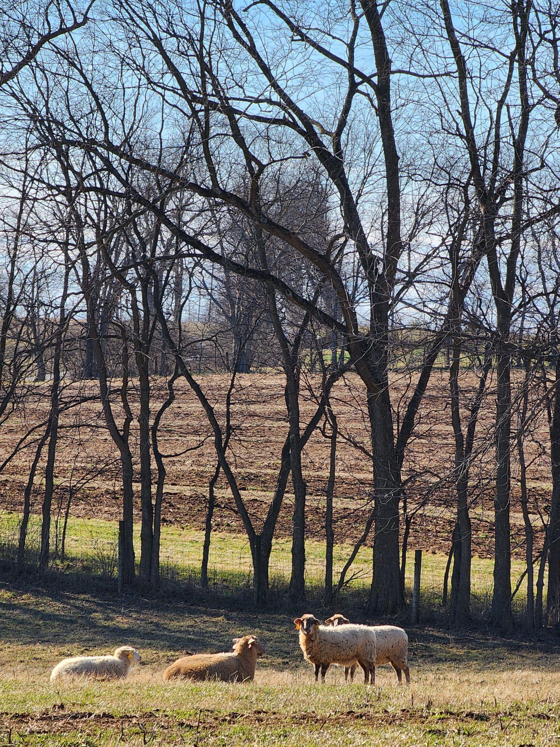 A Day in the Life on the Farm – Elmwood Stock Farm