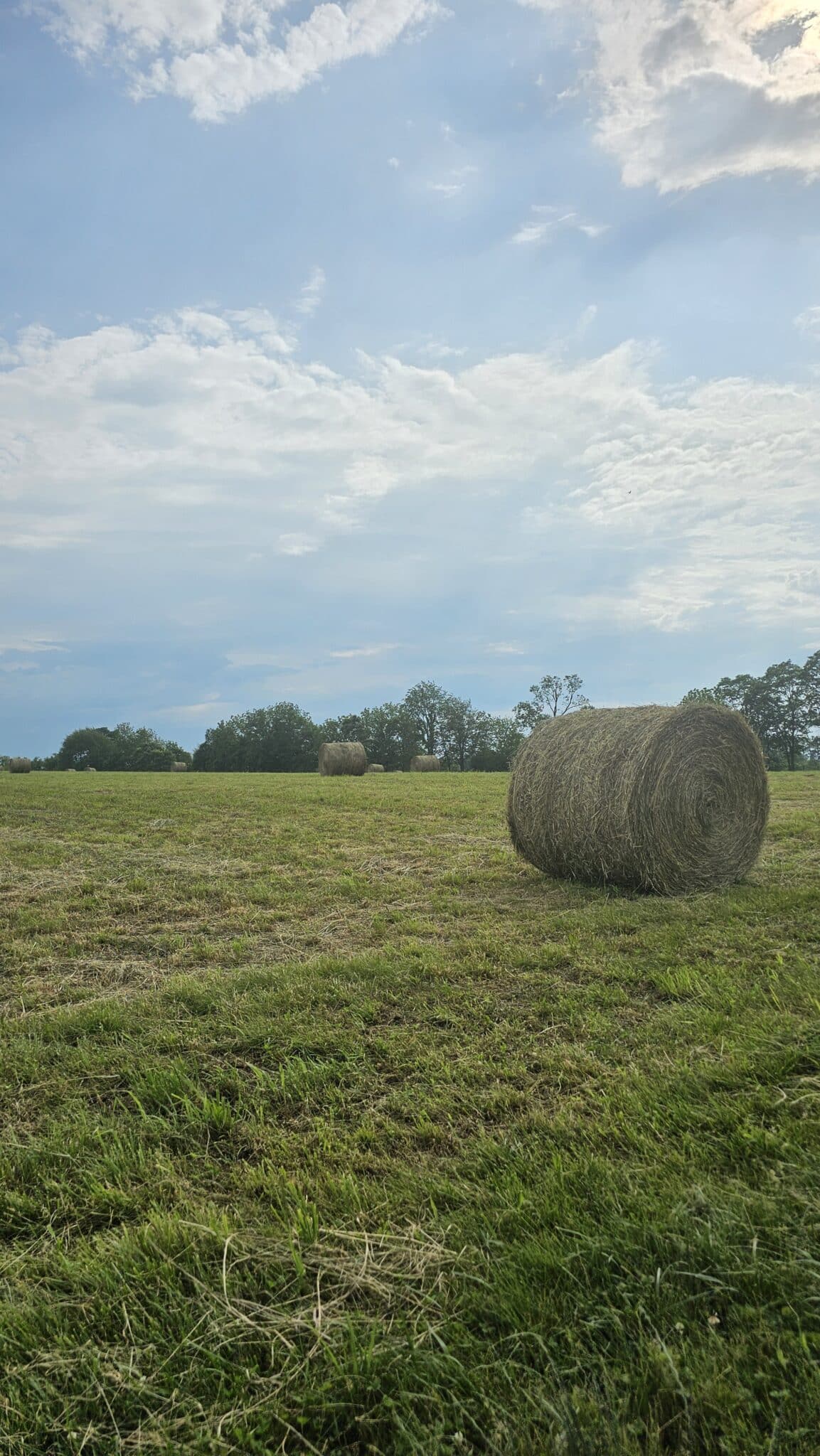 Blog – Elmwood Stock Farm