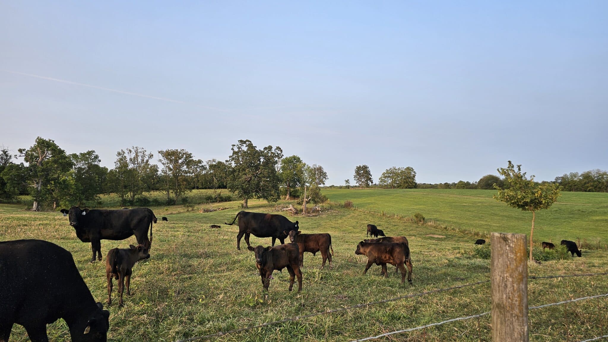 Blog – Elmwood Stock Farm